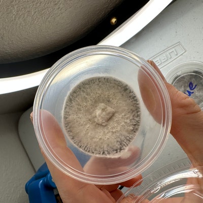 Shaggy Mane Mycelium Syringe coprinus Comatus 10cc Live Culture ...