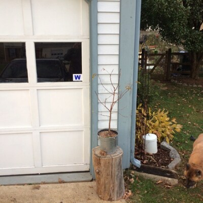 Fly the W Flag Bumper Sticker - Etsy