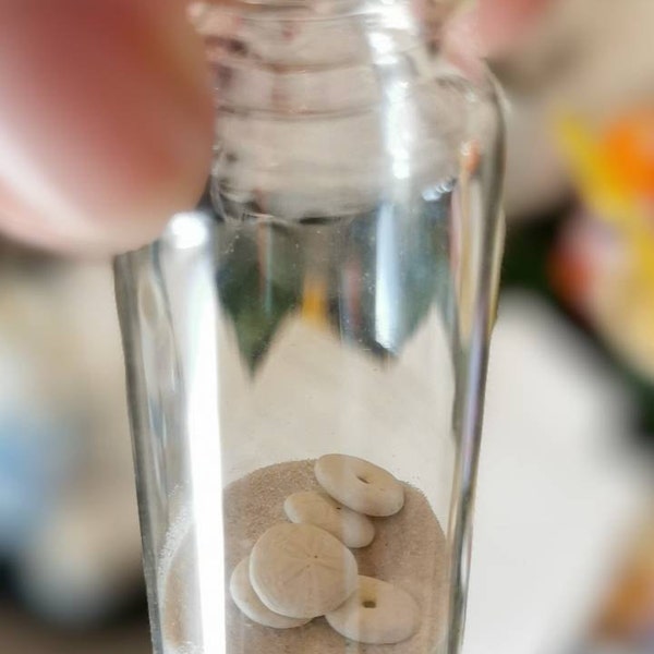 100 Baby Sea Shell Mix, Small Shells, Tiny Beach Finds, Mini Shells ...