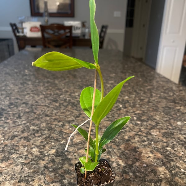 Royal Intenz Magnifica Medinilla Plant~~live Well Rooted Starter Plant ...
