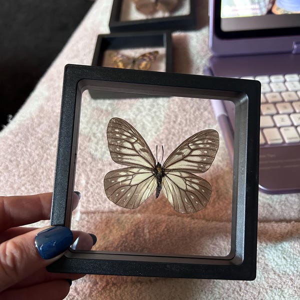 Real Butterfly 3D Floating Frame With Support Base ,original Butterfly ...
