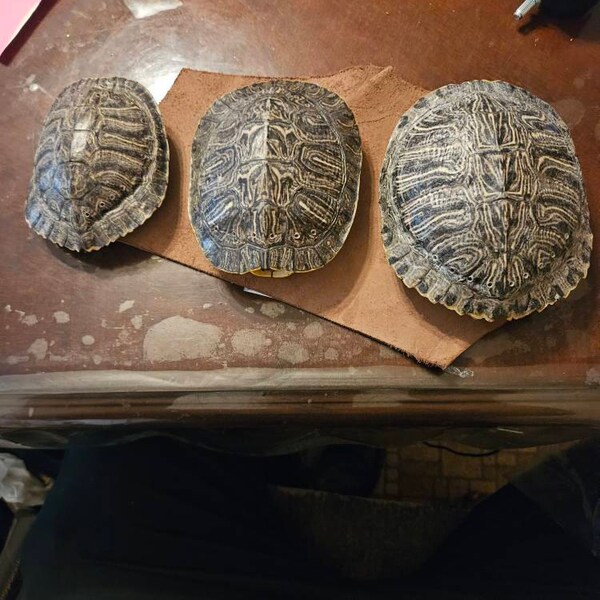 Small Natural Red Eared Slider Turtle Shells 4 - 5 1/2 Inch CHOOSE Your ...