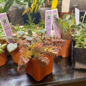 RARE Crassula Tabularis Pagoda Village Succulent Plant 2 Pot - Etsy
