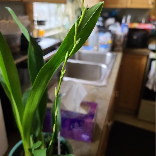 Onc. Heaven Scent 'redolence' -- Sharry Baby Improved EZ Grow ...