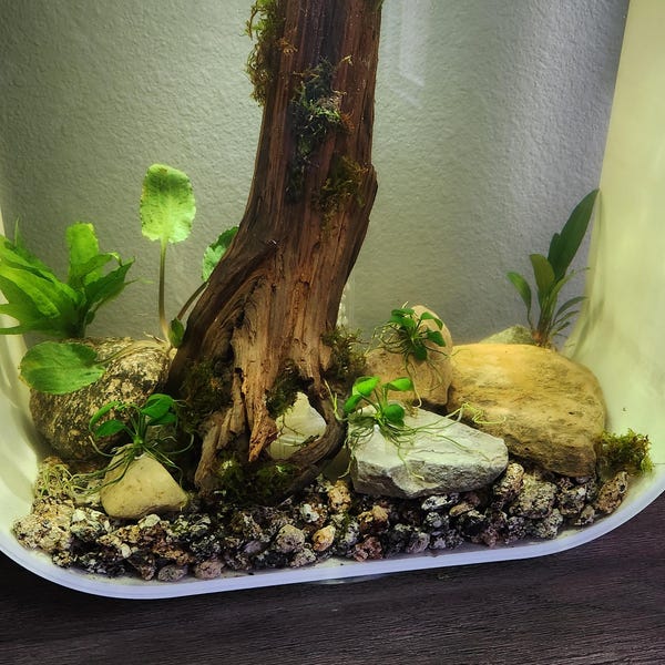 Low-tech Aquarium Live Plant Bundle- Anubias, Java Fern & Java Moss - Etsy