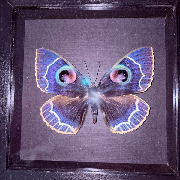 Real Tarantula Hawk Wasp Framed Taxidermy - Pepsis Thisbe - Large - Etsy