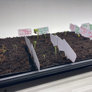 Green Shiso Seeds Ao Shiso Green Perilla Frutescens Ohba Ao | Etsy