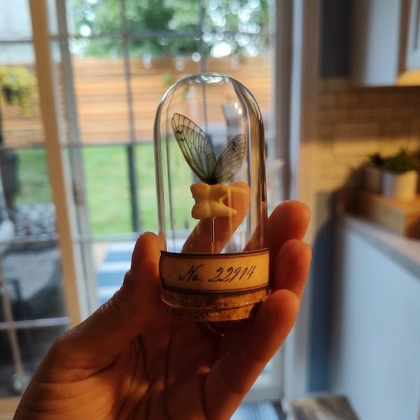 Specimen No 22914 • the Tooth Fairy Mini Display | Dentist | Dental ...