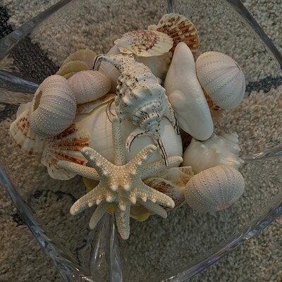 Small Shells Tiny Shells Beach Decor Seashells Shells - Etsy