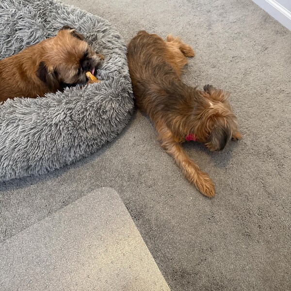 Stuffed Beef Gullet Sticks Dog Chews! Try Them! - Etsy