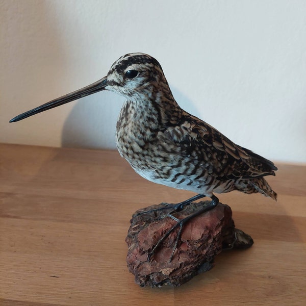 Taxidermy Bird Stuffed Bird AFRICAN SULTAN CHICKEN Porphyrio ...