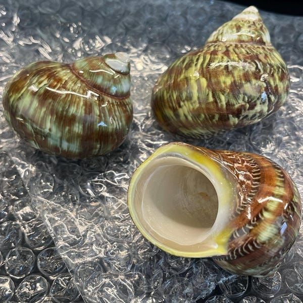 Beach Decor Brown and Green Turbo Petholatus Shells (3 PC) - New Colors ...