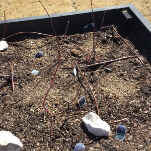 20 Hepatica Bulbs/root Systemhepatica Acutilobasharp | Etsy