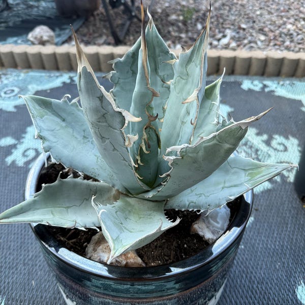 Aloe Tangerine Hybrid Arborescens X Ferox INTENSE BLOOMS STARTER Plants ...