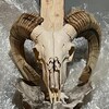 Goat Skull With Crippled Horns - Etsy