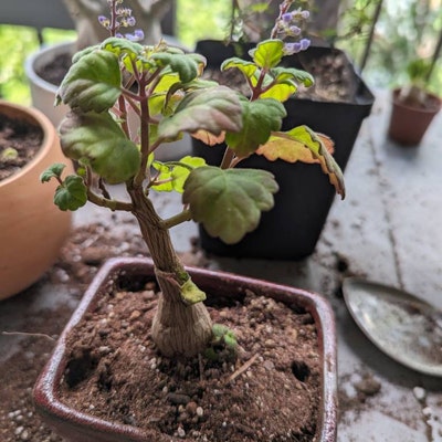 Bonsai Mint plectranthus Ernstii Caudex - Etsy