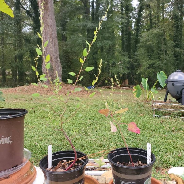 Carabao Philippine Mango Seedling Live Plant - Etsy