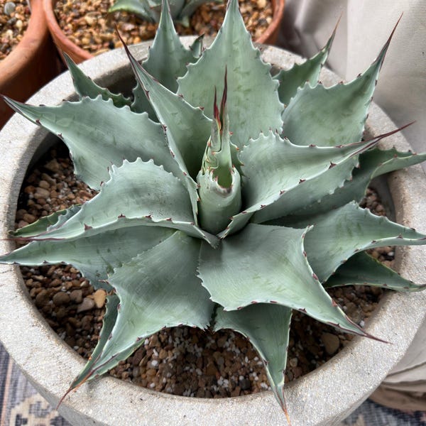 Sm.1g Aloe Excelsa,rarely Seen in Cultivation.seed Grown From South ...