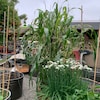 Candy Striped Corn, Zea Mays Japonica, 20 Seeds, Rare Japanese Heirloom ...
