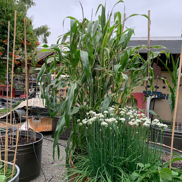 Candy Striped Corn, Zea Mays Japonica, 20 Seeds, Rare Japanese Heirloom ...