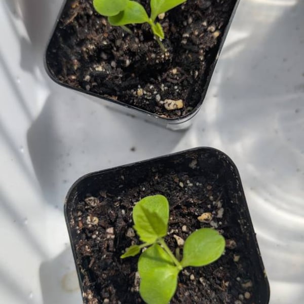 Cucamelon Seeds - Heirloom, Open Pollinated, Non GMO - Grow Indoors ...