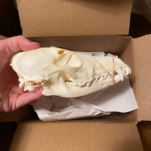 10 Deer Distal Phalanx Bones Phalanges Knuckle Bones | Etsy