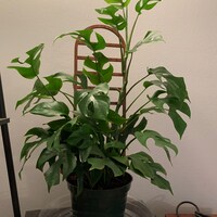 Ladder Arch Indoor Plant Trellis 3 Sizes for 2-6 Pots Mini & Small Wood ...