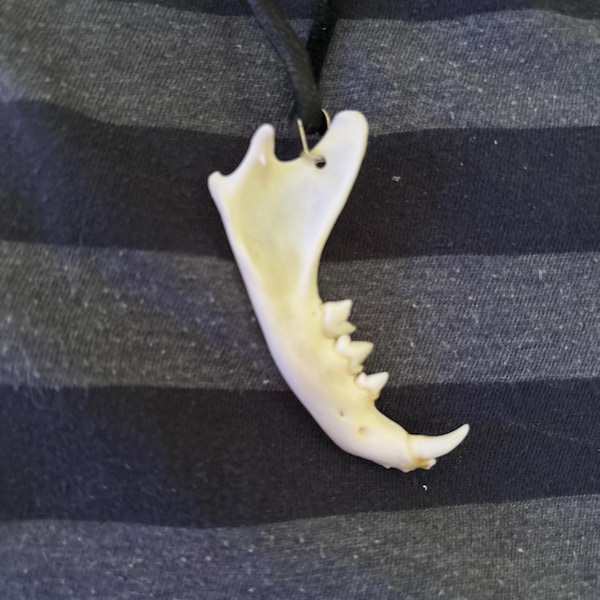 10 Coyote Teeth Fangs Canine Animal Teeth Pre-drilled Jewelry Beads ...