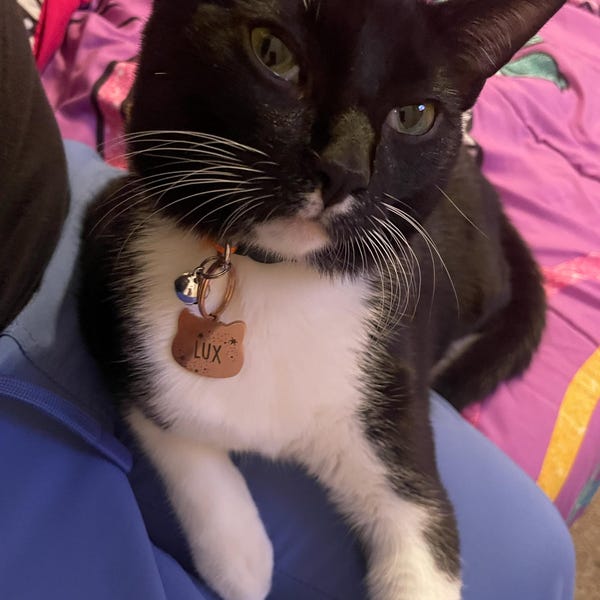 Personalized Cat Tag, Custom Cat Tag, Boho Cat Tag,star Cat Tag, Cat ...