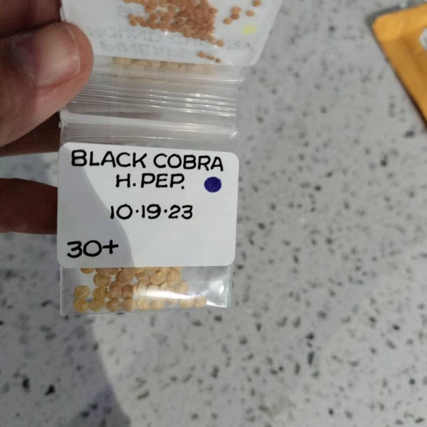 Black Cobra Rare HOT Pepper. 30+ Freshly Harvested Seeds for 2025 - Etsy