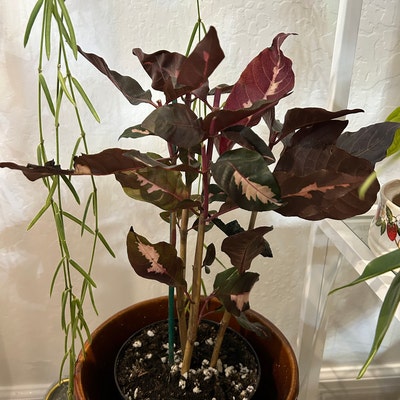 Chocolate Jamaican Croton Tropical Plant Bronze Pink Variegated Leaf - Etsy