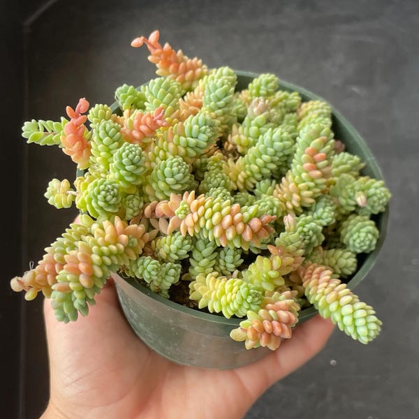 Sedum Dasyphyllum Major Blue Tears Sedum Live Succulent Plants 2" 4” 6 ...
