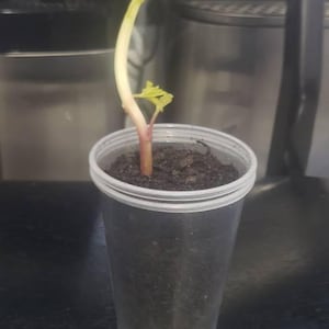 500 SEEDS LAGOS SPINACH - C. Argentea, Shoko, Efo Shoko, Shoko Yokoto ...