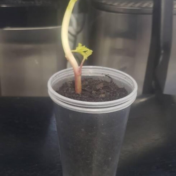 400 Organic Seeds of Waterleaf Gbure, Mgbolodi and Ebe Dondon, Talinum ...