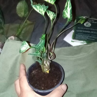 Syngonium Godzilla 4 Pot ALL PLANTS Require You to Purchase 2 Plants - Etsy