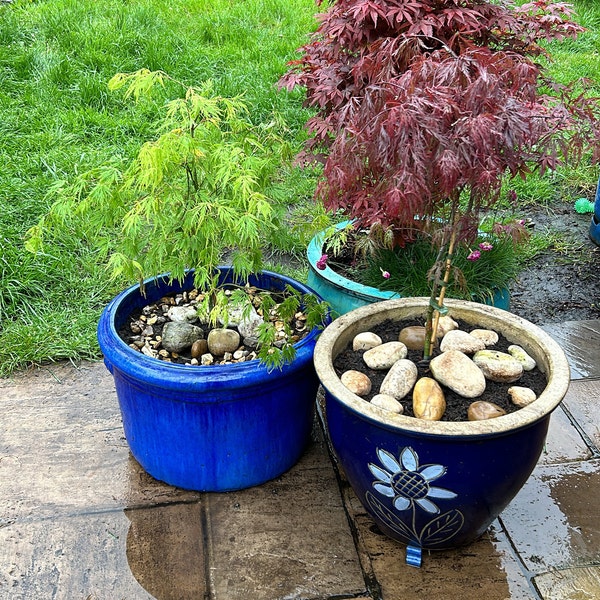 Pilea Peperomioides Parasol Chinese Money Starter Plant 9cm Pot Plants ...