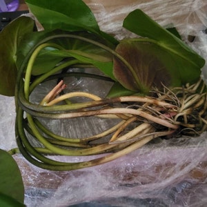 Large 6 Hydrocotyle Vulgaris Money Plant Copper Coin Plant Lucky Plant ...