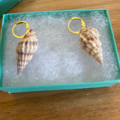 Real Natural Shiny Abalone Shell Seashell Mother of Pearl Disk Ocean ...