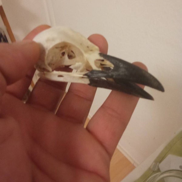 Crow Skull Real Natural Corvus Carone Raven Corvid Taxidermy Gothic ...