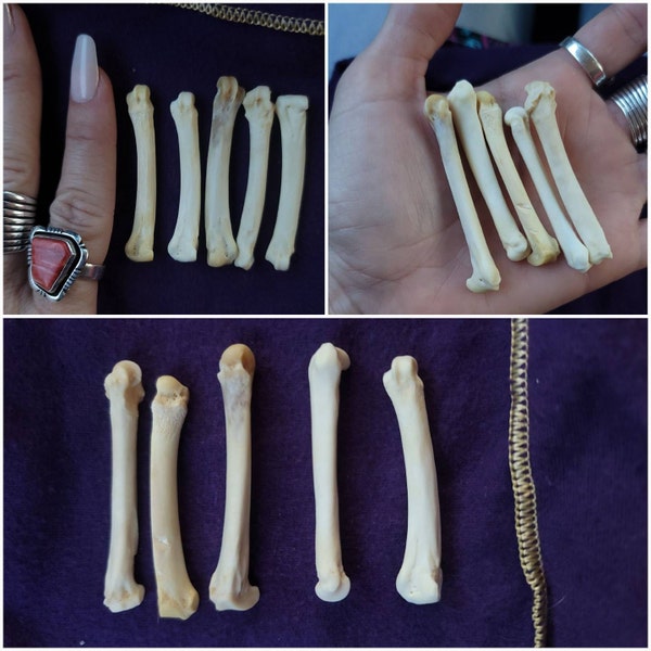 5 Red Fox Foot Bones Metatarsals Jewelry Supplies Craft Coyote Bones ...