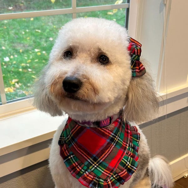 Tuxedo Dog Bandana, Seersucker Pink and Blue Dog Bandana With Snaps ...