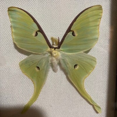 Framed Black Mimathyma Chevana Butterfly Home Decor China - Etsy