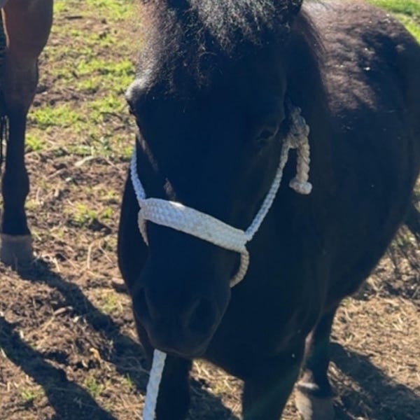 4-knot Rope Halter Only - Assorted Colors - Newborn/foal/mini/yearling ...