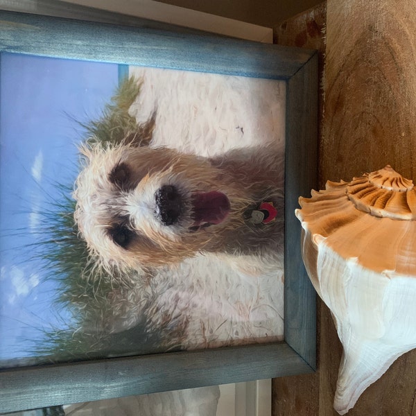 30 Southwest Florida Scallop Seashells - Etsy