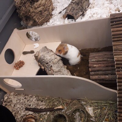 Hamster Large Sandbox Slot Together Wooden - Etsy