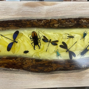 Real Blue Lanternfly Pyrops Gunjii Open Wings for All Your - Etsy