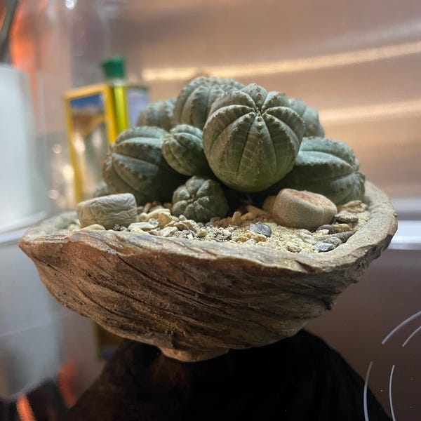 Bonsai Pot. Green Bonsai Dish. Handmade Wheel Thrown Studio Pottery ...