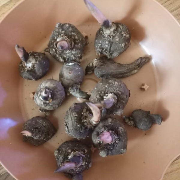 AMORPHOPHALLUS KONJAC Twenty Five (25) Bulbils - Voodoo Lily Bulb - Etsy