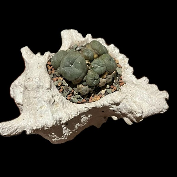 Concrete Tree Troll Planter, Concrete Tree Troll Pot, Faux Tree Troll ...