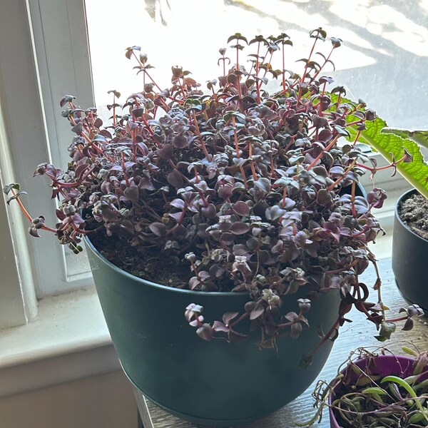 Trailing Jade Plant | 8 Inch | Purple Tip Jade Plant - Etsy